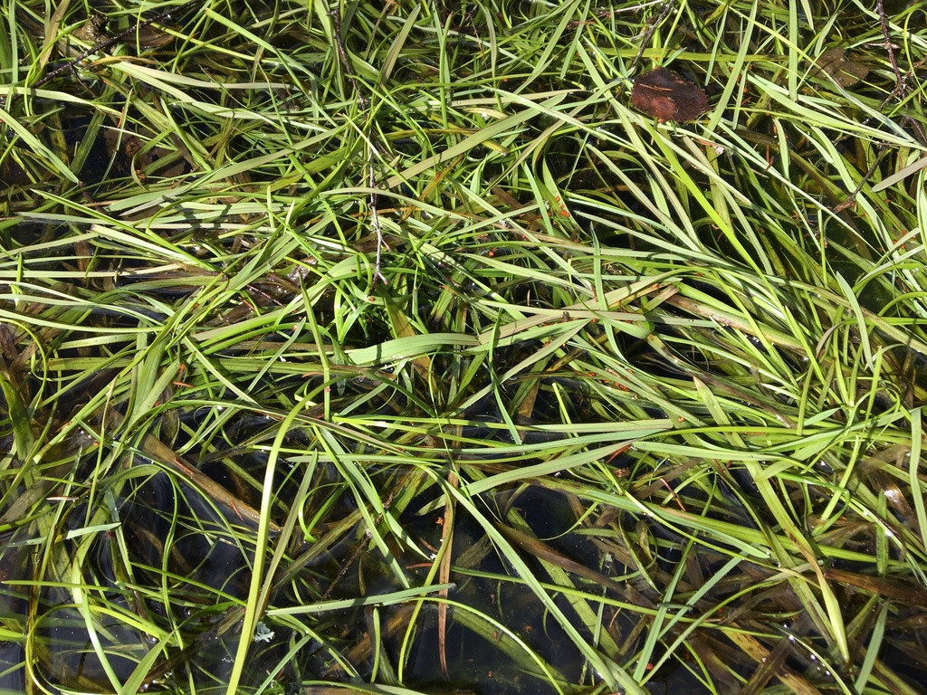 Small Bur-reed in April 2020 by sariai · iNaturalist