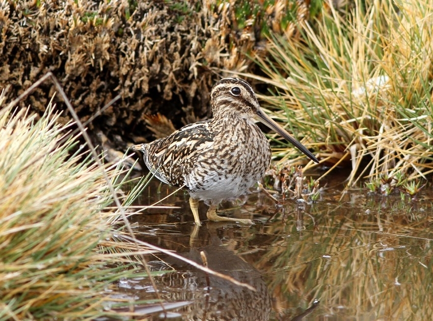 Gallinago andina Taczanowski, 1875