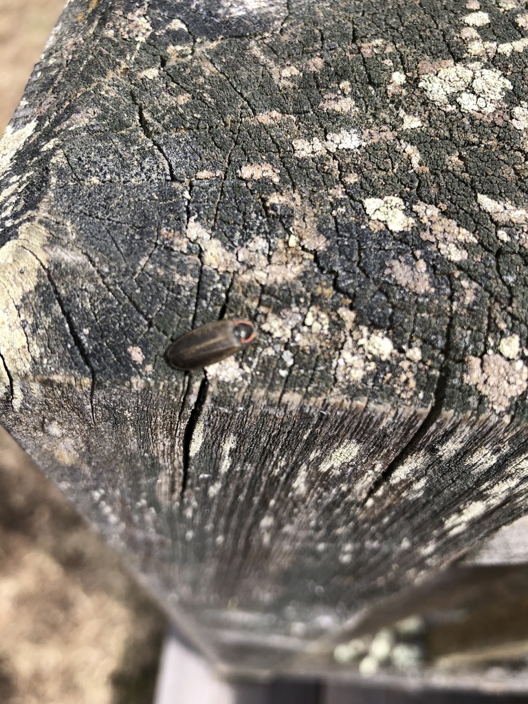 Winter Firefly from NH-129, Loudon, NH, US on April 05, 2020 at 01:12 ...