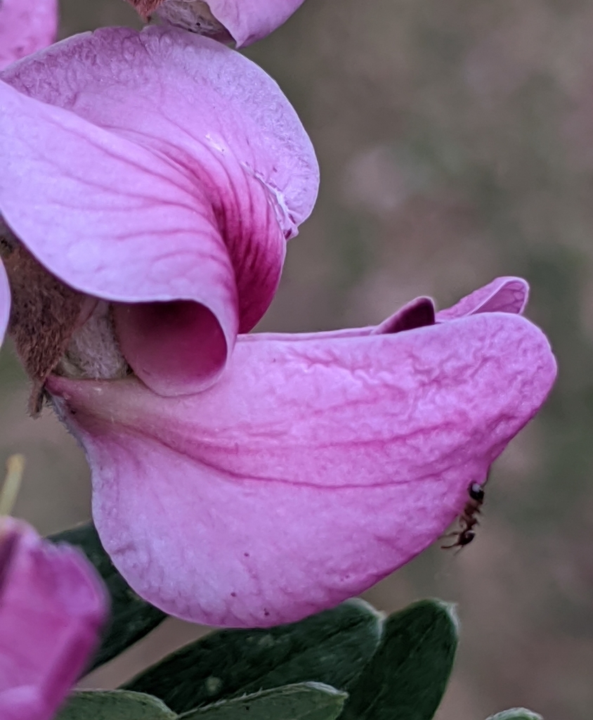 Western Keurboom in April 2020 by Nicola van Berkel · iNaturalist