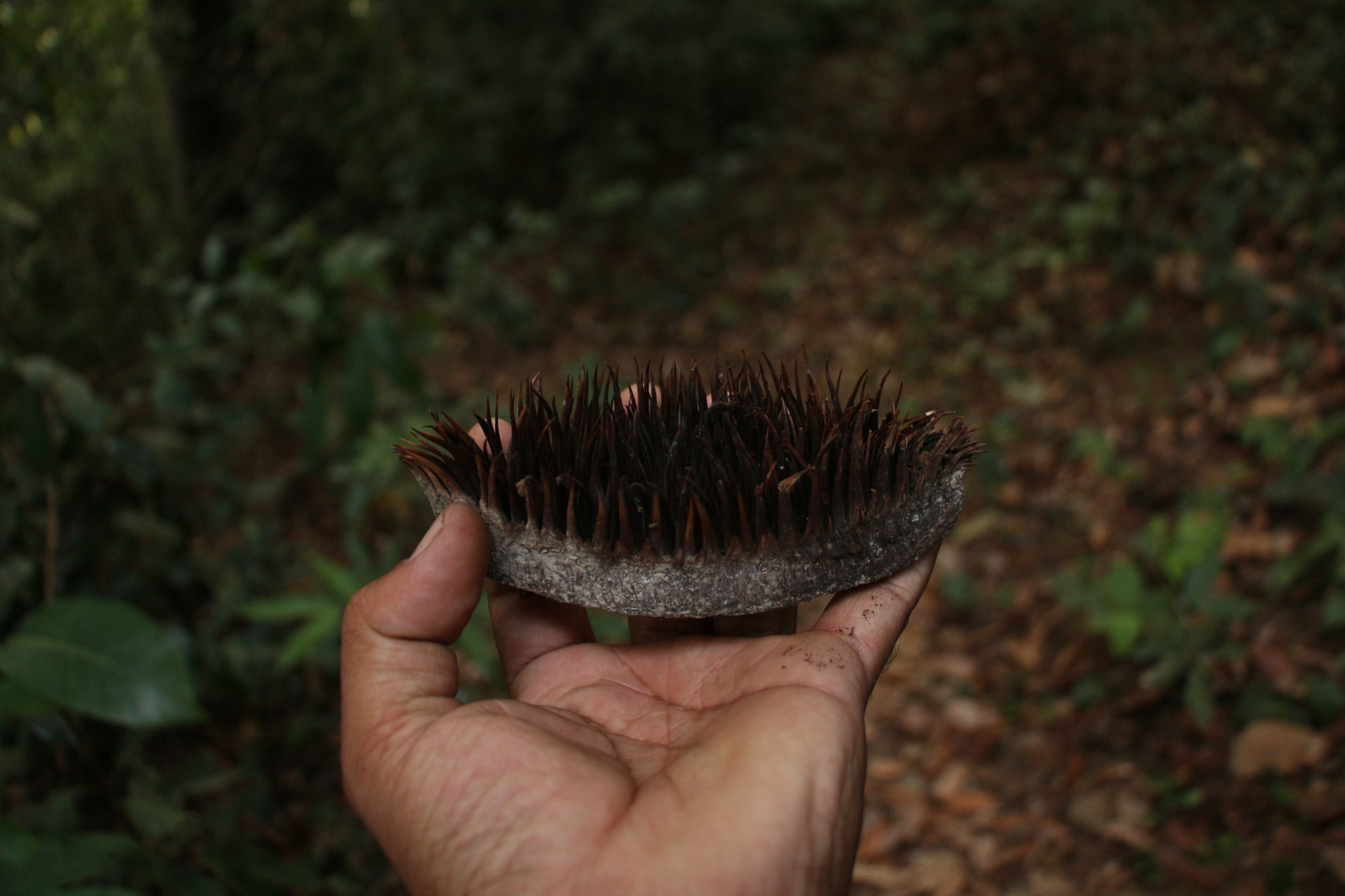 Cullenia exarillata A.Robyns