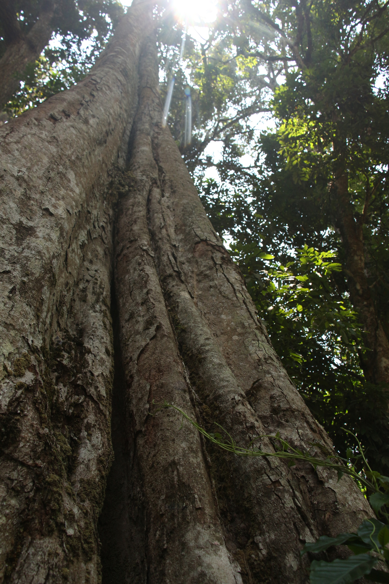 Cullenia exarillata A.Robyns