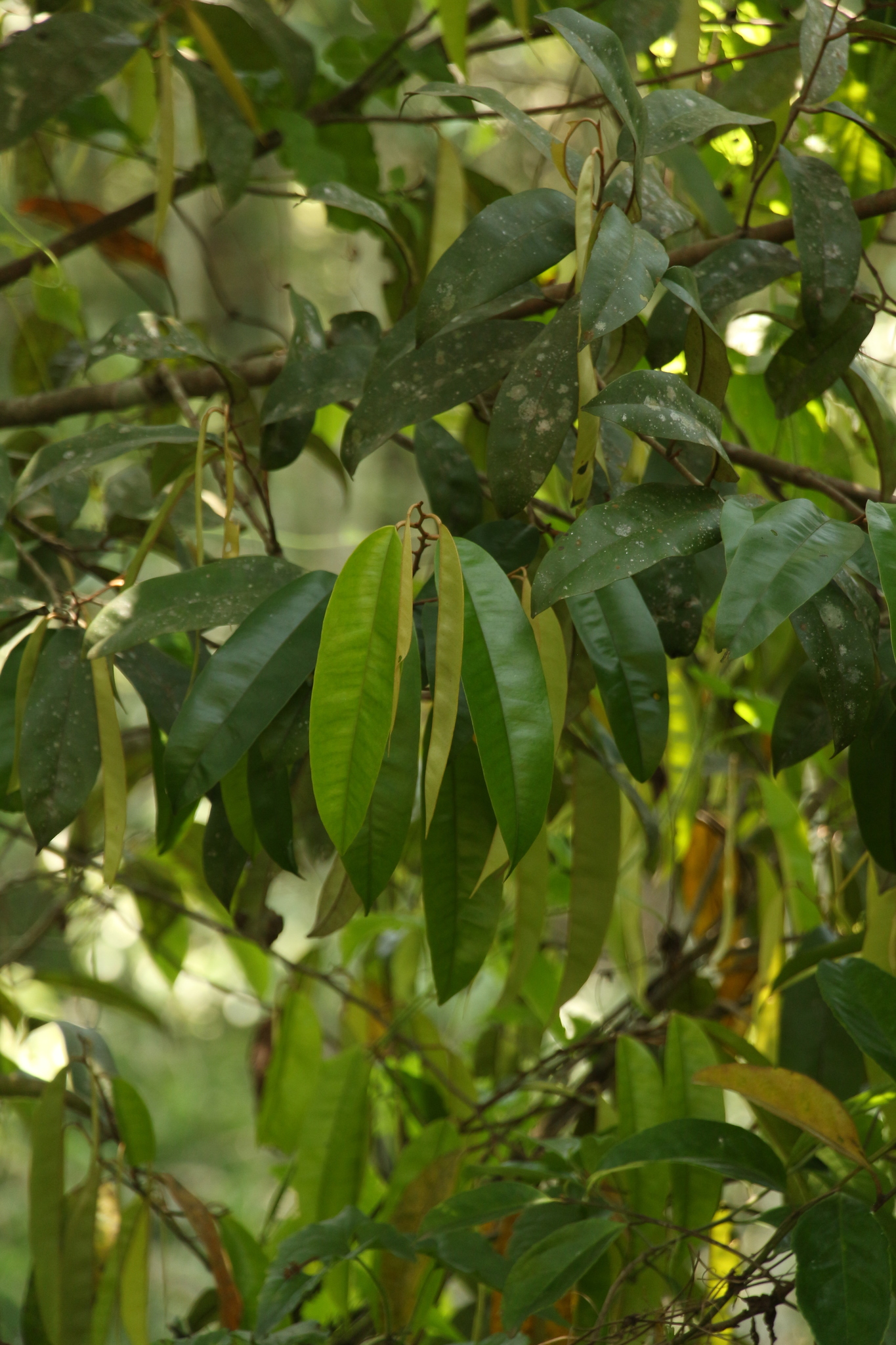 Cullenia exarillata A.Robyns