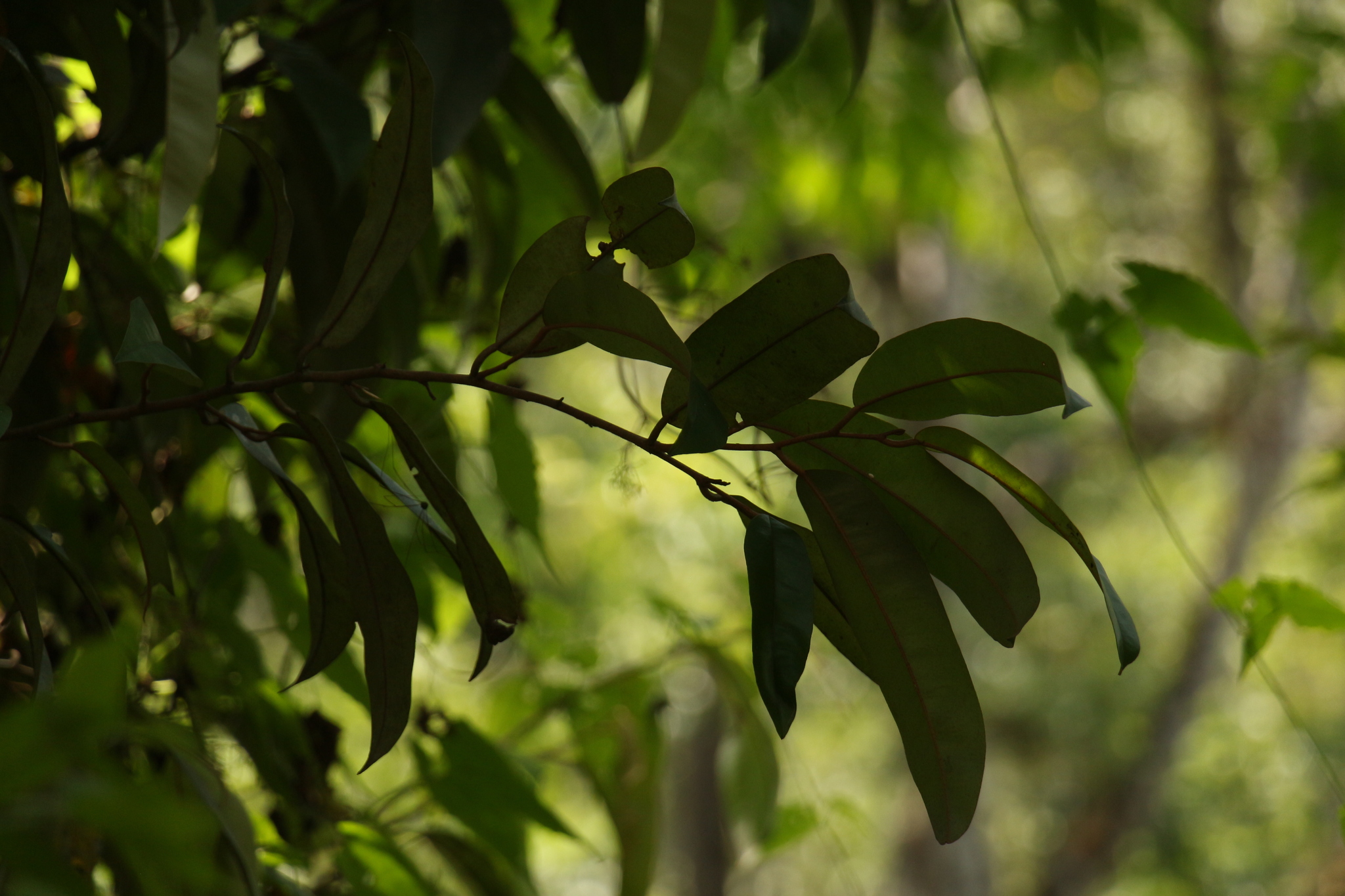 Cullenia exarillata A.Robyns