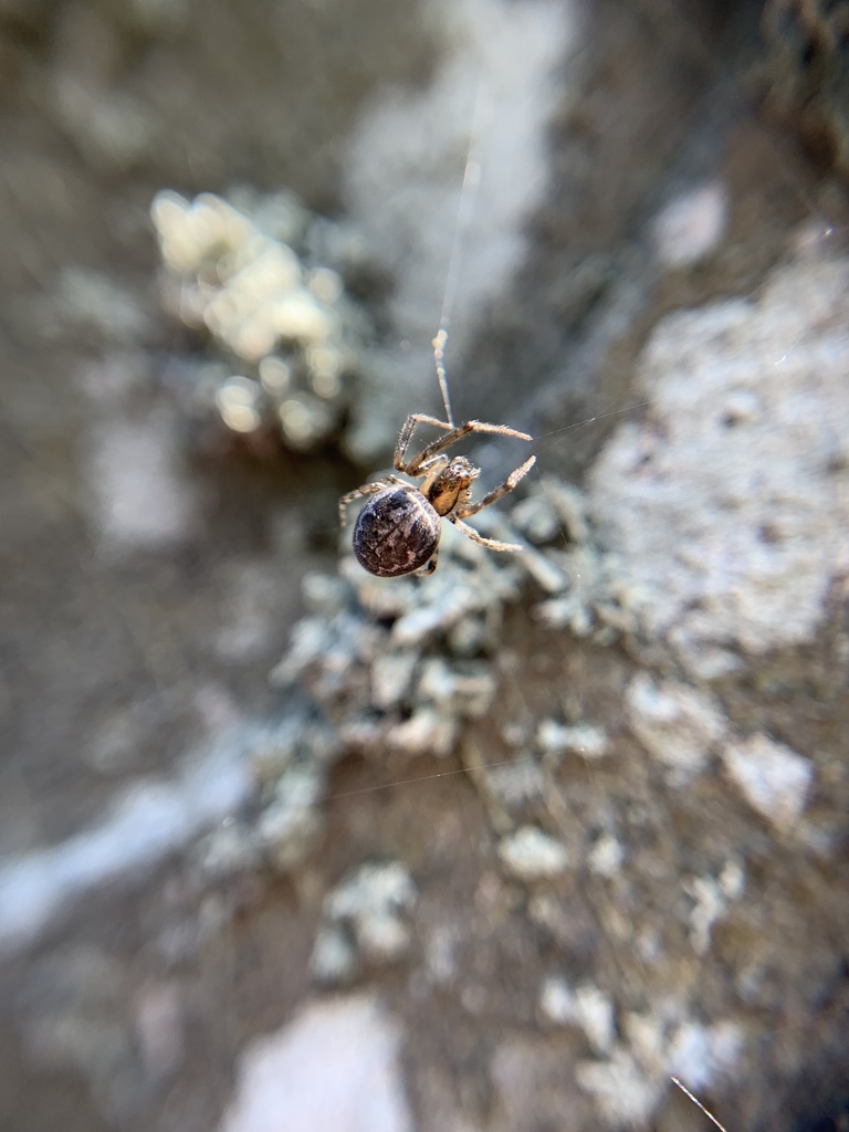 Missing-sector Orbweb Spiders from Strait of Georgia, Nanaimo, CA on ...