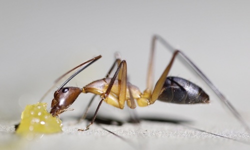 Camponotus langi · iNaturalist