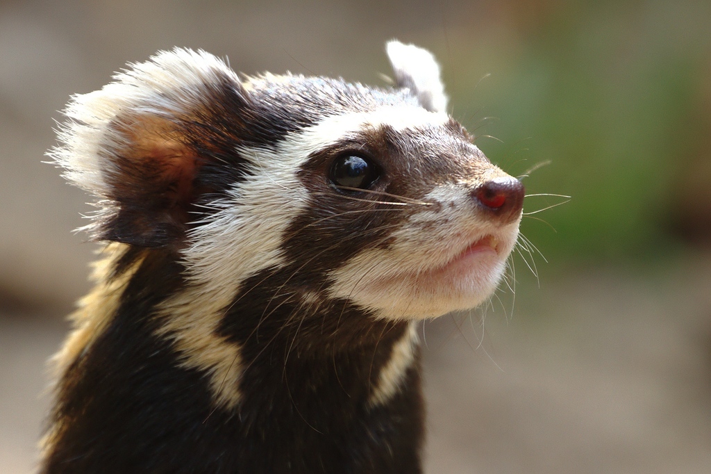 Zorillas, Grisons, and Allies (Ictonychinae) - Know Your Mammals