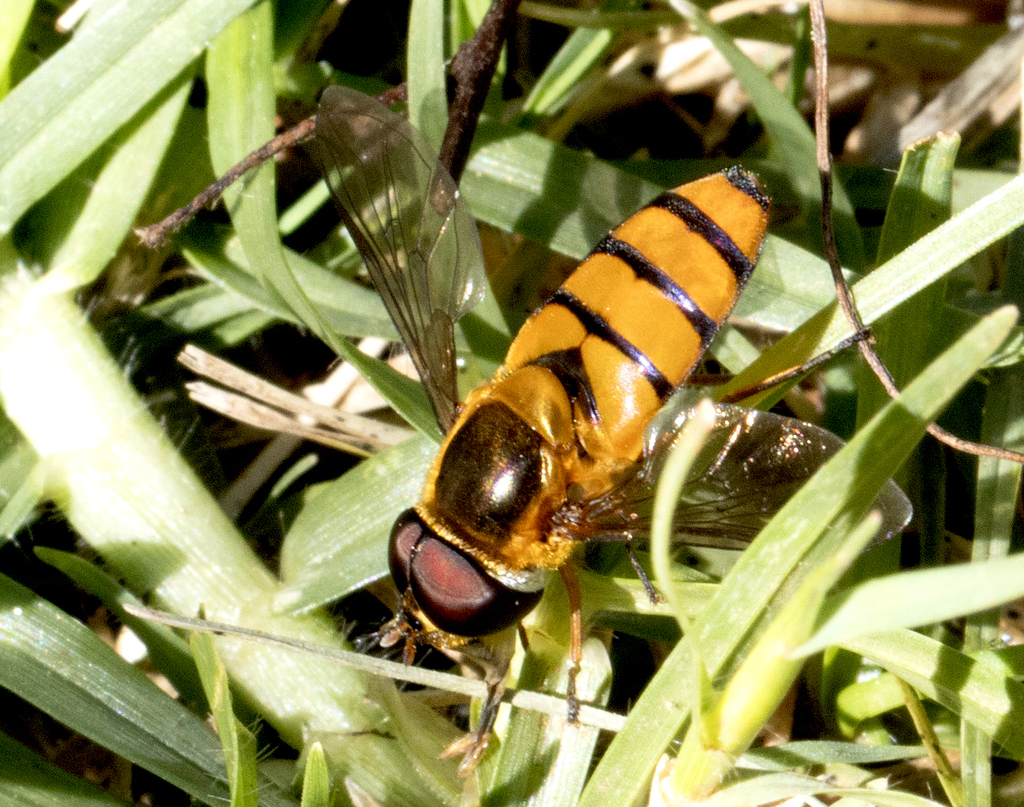 Episyrphus trisectus from Silver Lakes Golf Estate, 0054, Suid-Afrika ...