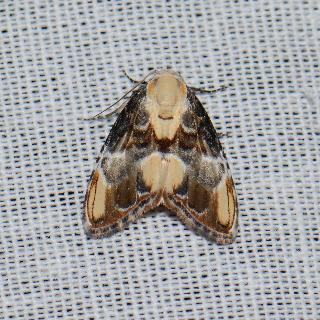 Tufted Moths from Blang Pidie, Aceh, Indonesia on February 21, 2017 at ...