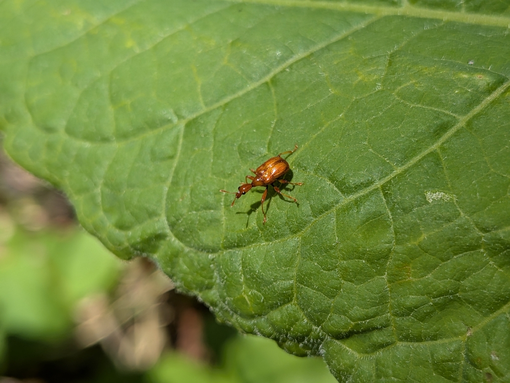 Leptapoderus from 日本、〒981-3625 宮城県黒川郡大和町吉田 on May 11, 2026 at 10:43 AM ...