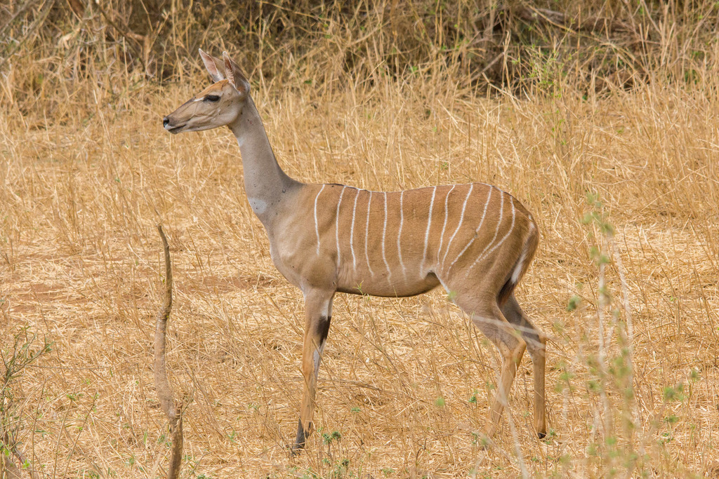 Lesser Kudu (Tragelaphus imberbis) - Know Your Mammals