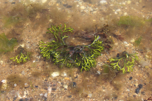 Subspecies Codium fragile tomentosoides · iNaturalist United Kingdom