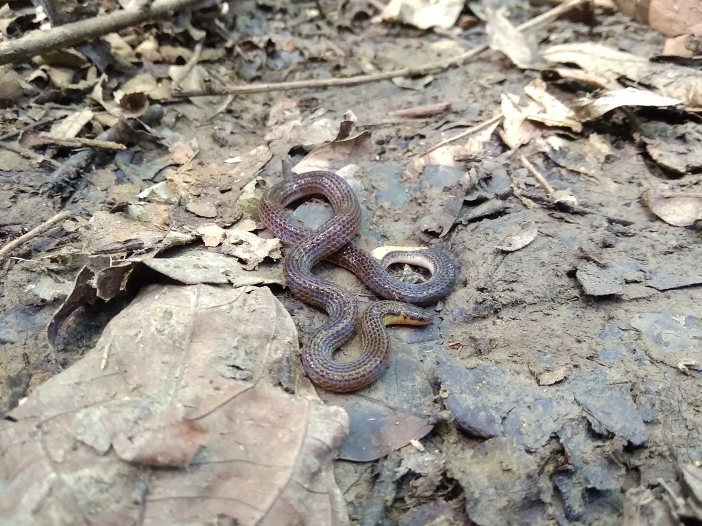 Calamaria butonensis (6th 蛇年大吉 part 1) · iNaturalist