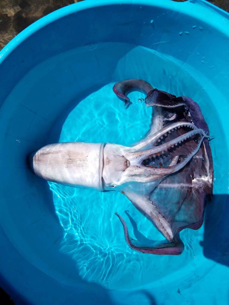 Indo-Pacific Violet Blanket Octopus from Barrio Manglito, La Paz, B.C.S ...