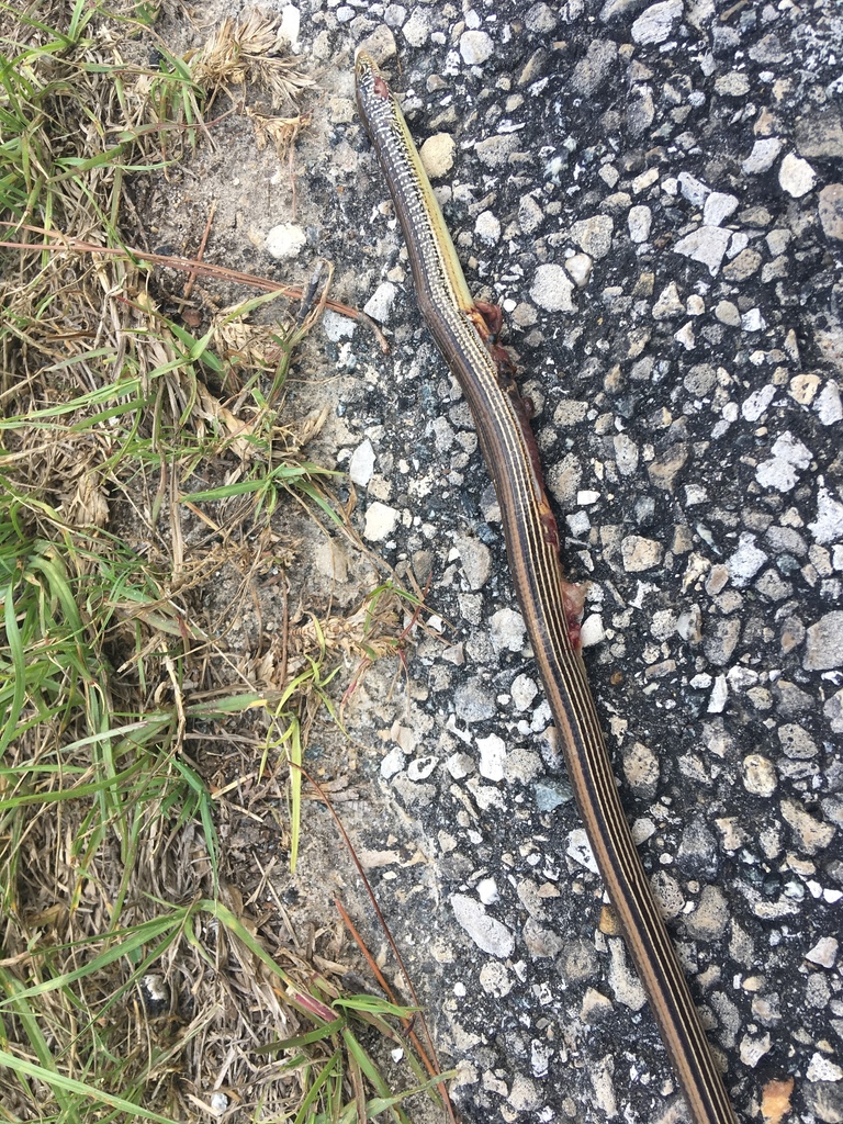 Mimic Glass Lizard from Liberty County, US-FL, US on April 5, 2020 at ...