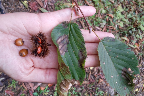 Corylus ferox · NaturaLista Colombia