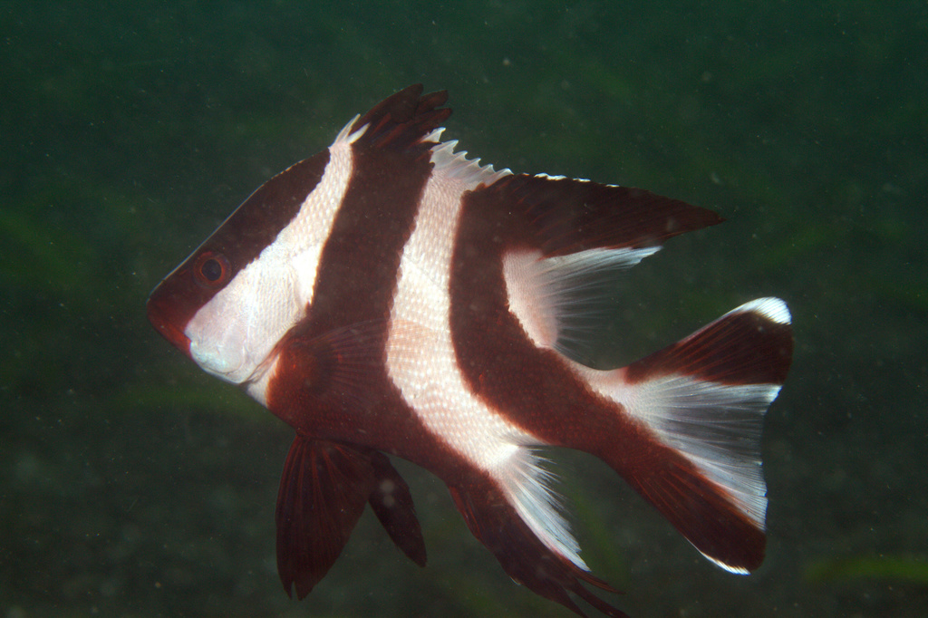 Red Emperor Snapper (Lutjanus sebae) - Marine Life Identification