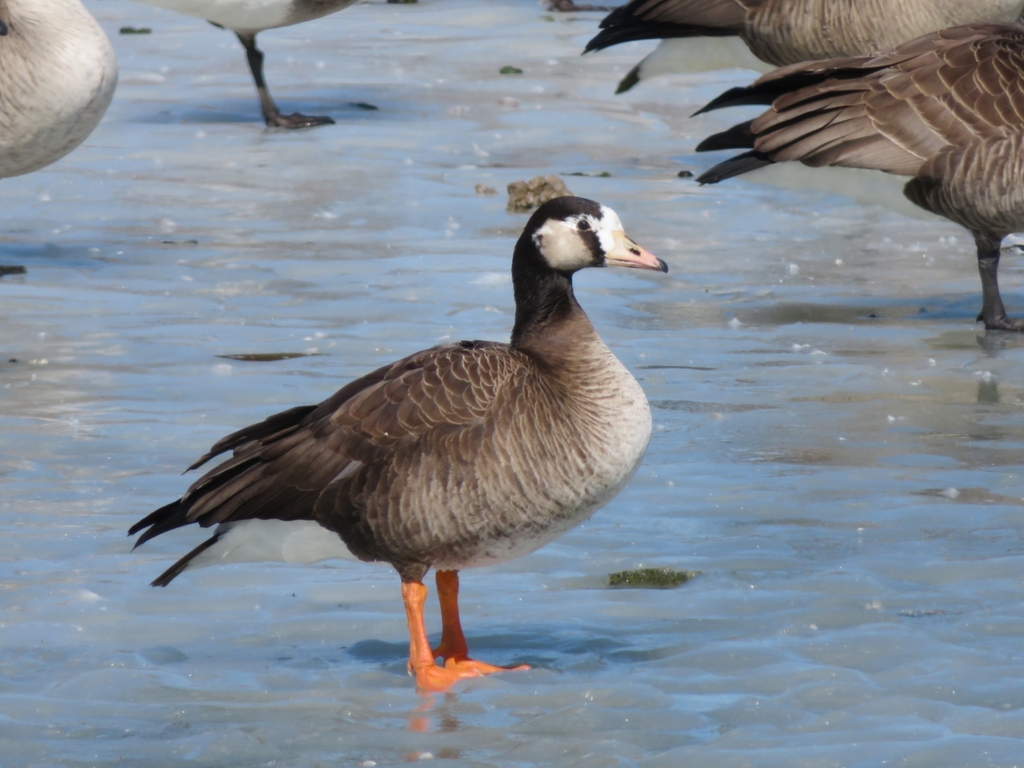 Greater White-fronted × Canada Goose (Waterfowls of Southern Ontario ...