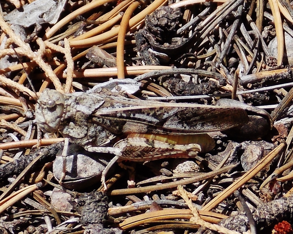 Haldeman's Grasshopper from Montrose County, CO, USA on August 06, 2013 ...