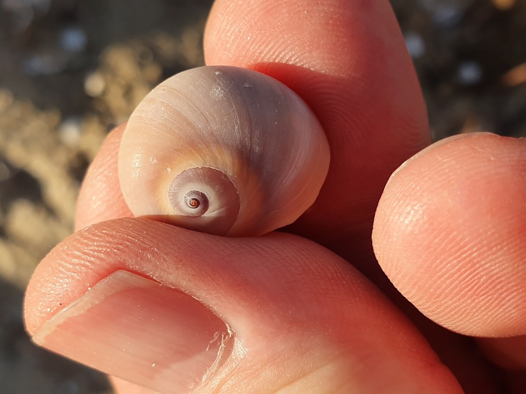 Bladder Moon Snail from Cairns - City, AU-QL, AU on October 13, 2019 at ...