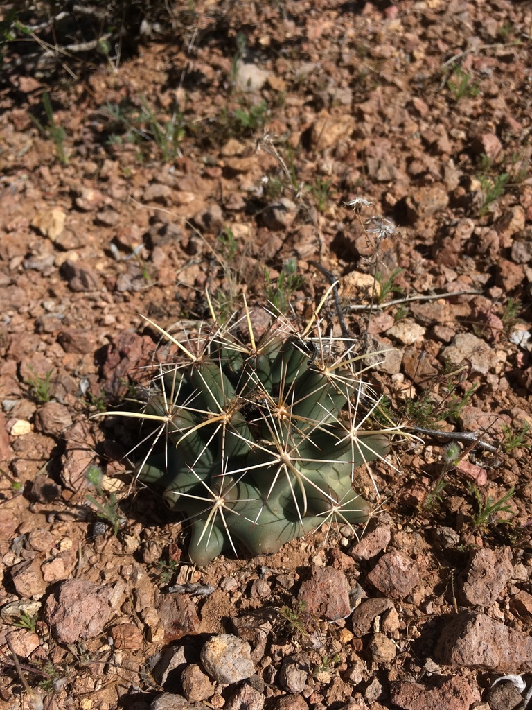 Stout Needle Mulee in April 2020 by Cecelia Alexander · iNaturalist