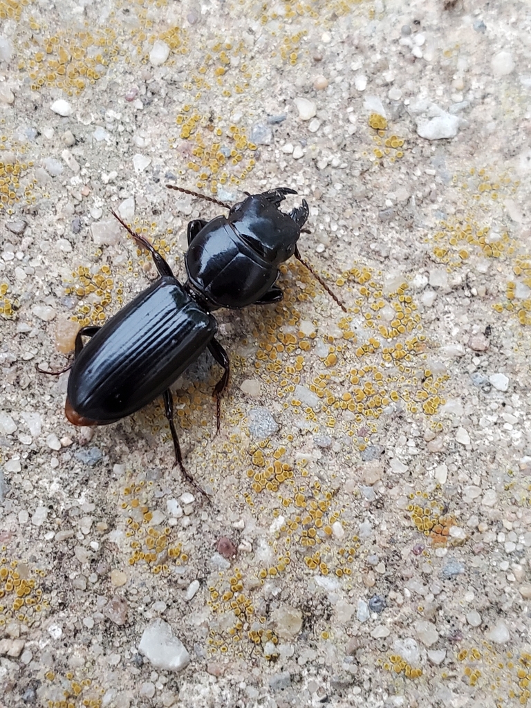 Big-headed Ground Beetle from Corinth, TX 76210, USA on April 5, 2020 ...