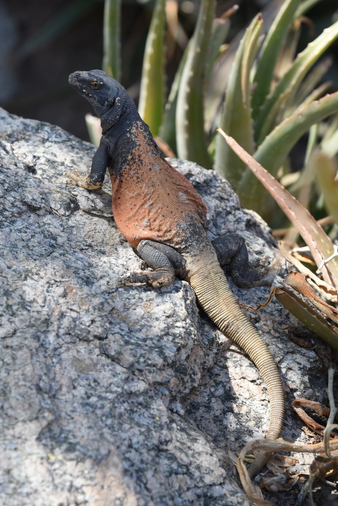 Common Chuckwalla from Phoenician, Phoenix, AZ, USA on July 05, 2018 at ...