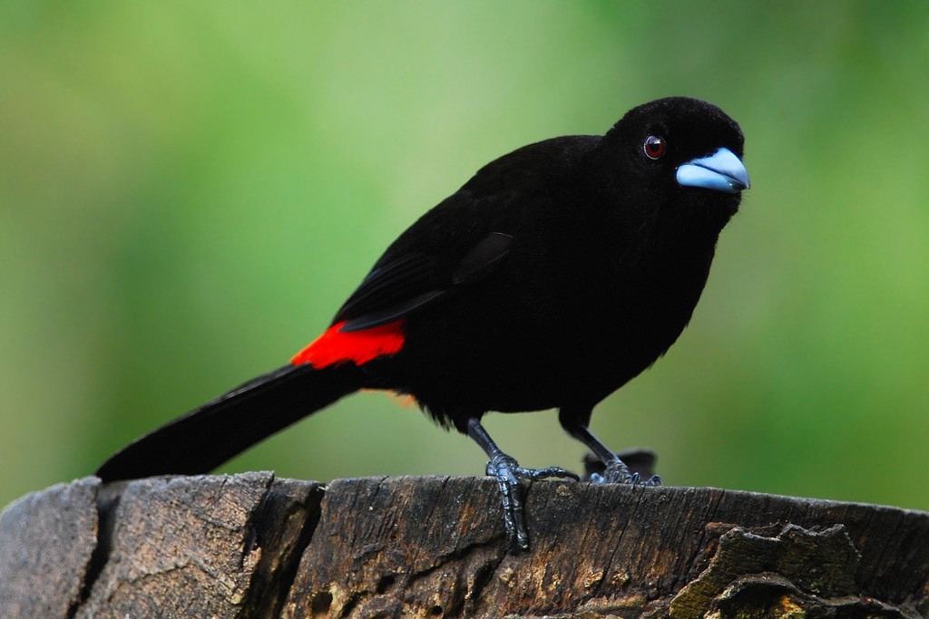 Scarlet-rumped Tanager (iNaturalist Digital Guide for Wildlife of Isla ...