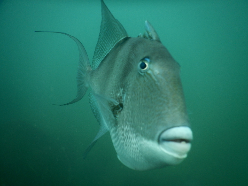 Grey Triggerfish from Sistema Arrecifal Veracruzano on January 24, 2017 ...