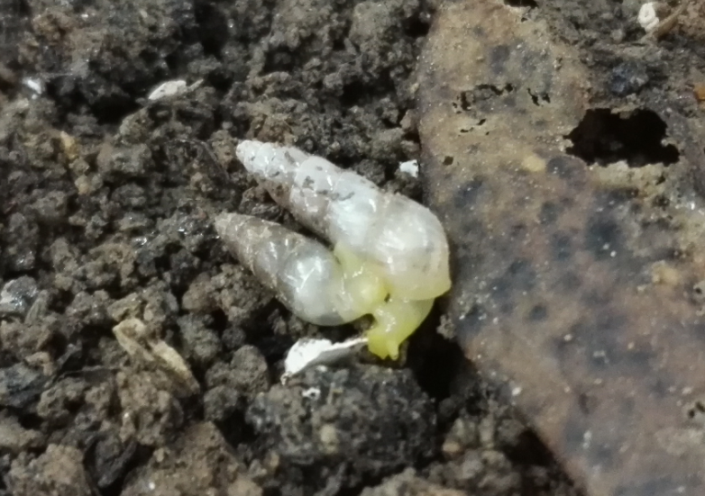 Spiked Awlsnail (Gastropoda (snails and slugs) of the British Indian ...