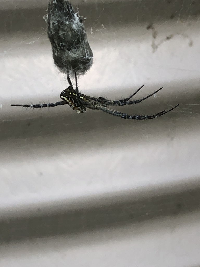 Dome Web Spider in April 2020 by muzza · iNaturalist
