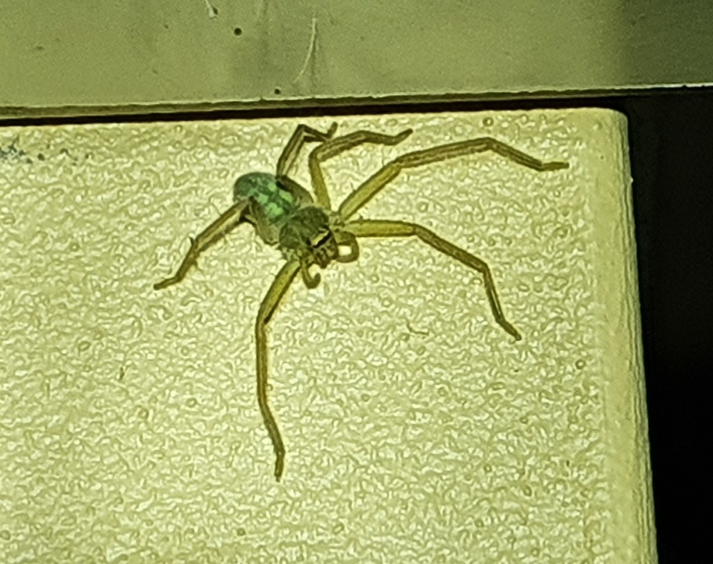 Typostola heterochroma from Urliup NSW 2484, Australia on April 4, 2020 ...