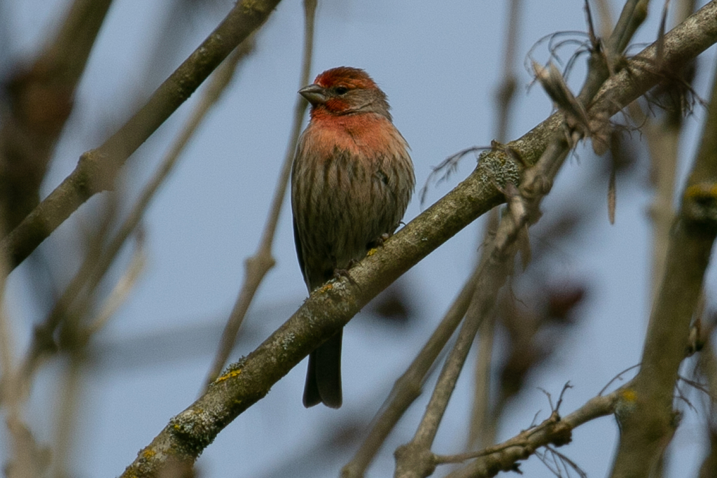 House Finch from Greater Vancouver, British Columbia, Canada on April ...