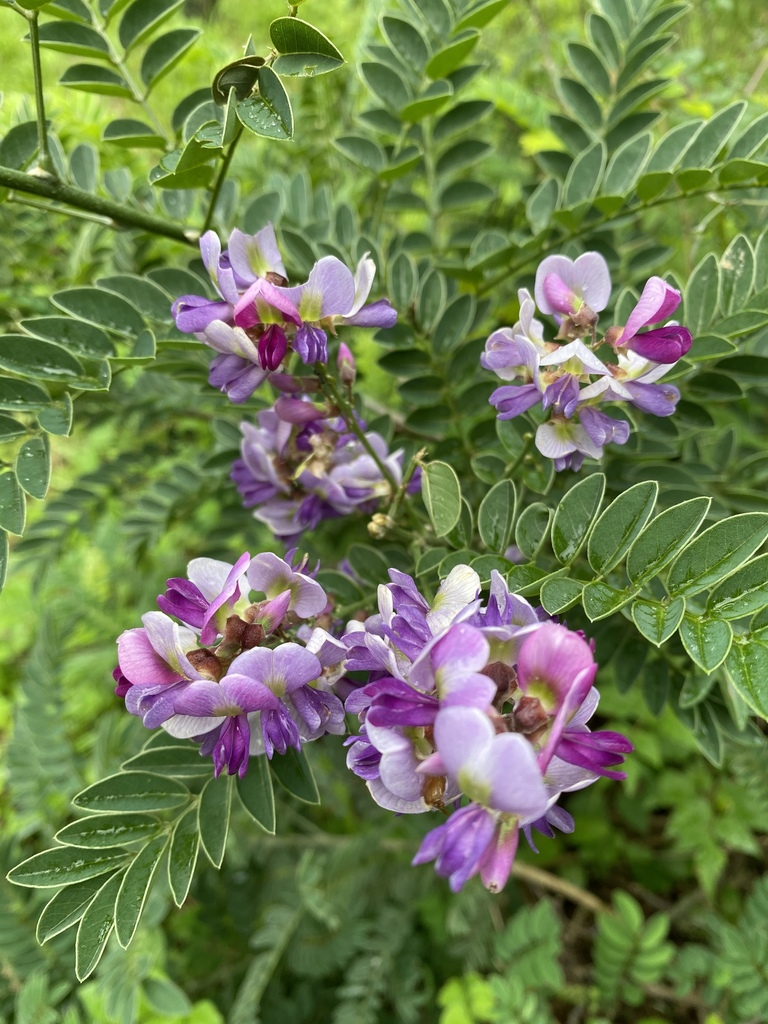 (Millettia pulchra) - Botanical Realm