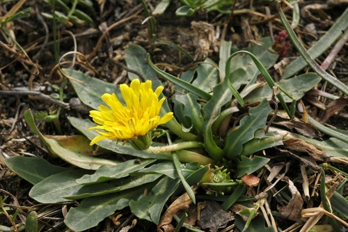 Russian dandelion (Taraxacum kok-saghyz) · iNaturalist