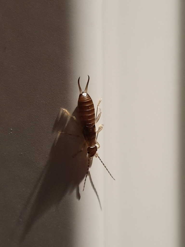 European Earwig from Helensburgh, Dunedin 9010, New Zealand on April 06 ...