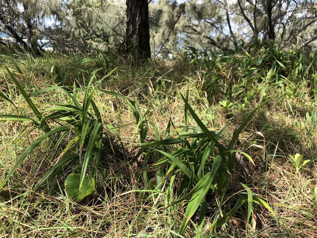 beach flax lily from Fraser Island, Fraser Island, QLD, AU on April 06 ...