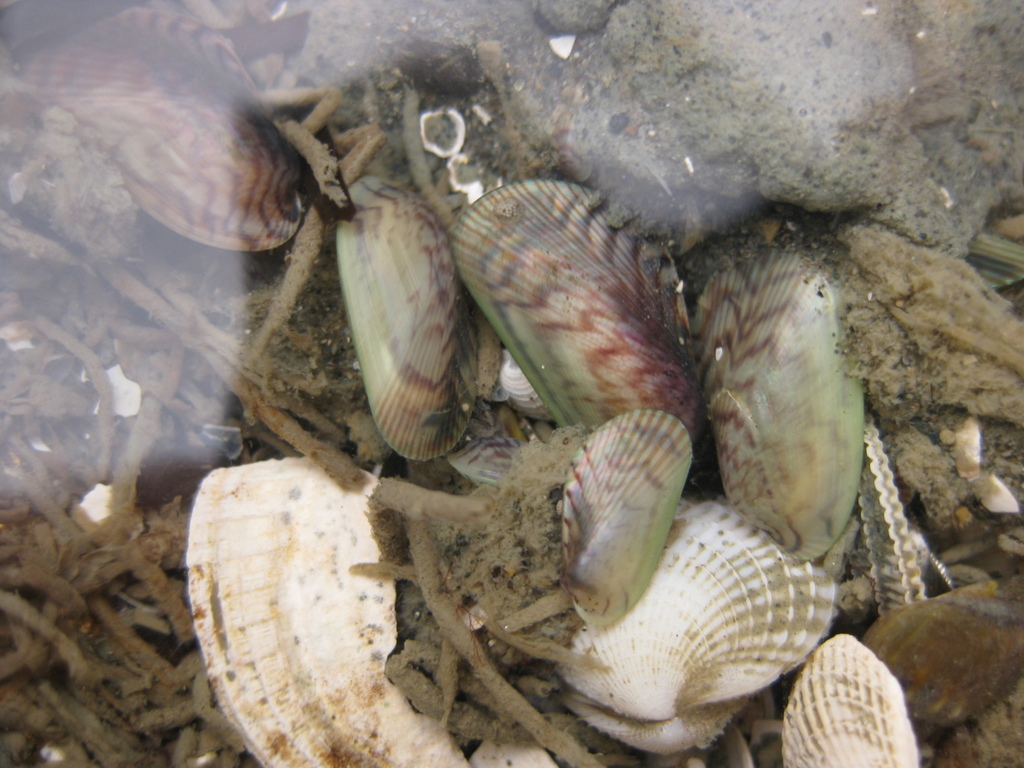 Asian Date Mussel from Auckland, NZ on April 6, 2020 at 04:16 AM by ...