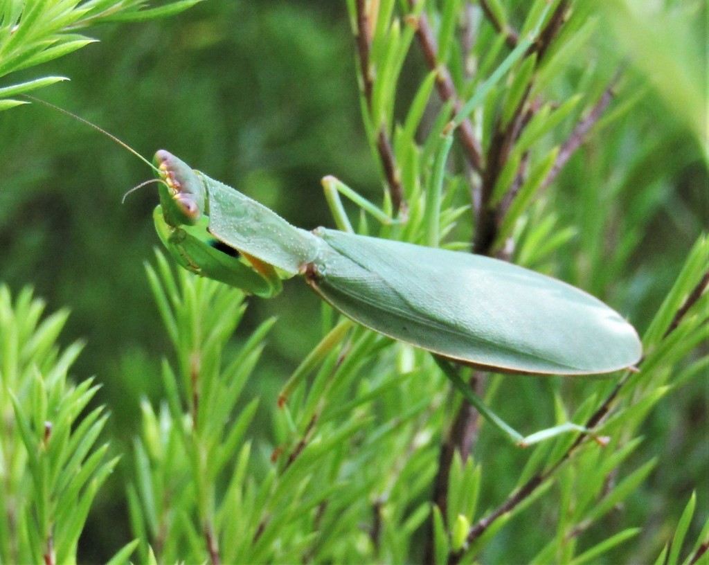 New Zealand Mantis in April 2020 by insectz · iNaturalist