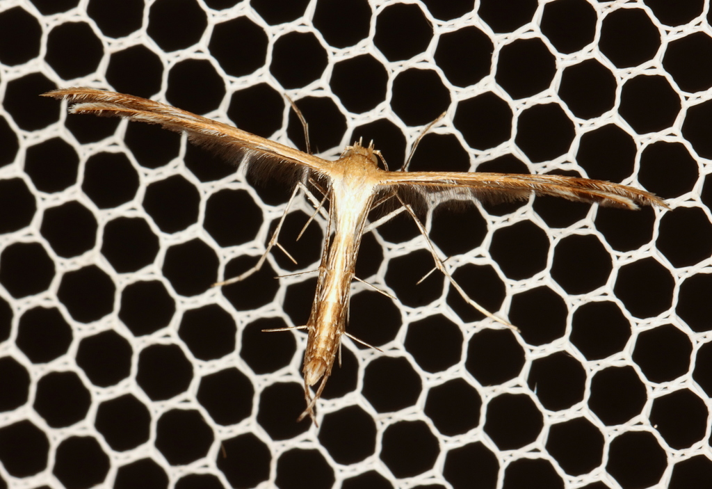 Spiderling Plume Moth from Bull Hill, Tinonee NSW 2430, Australia on ...