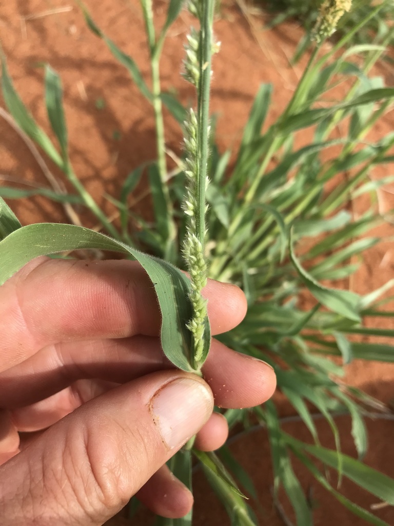 signalgrasses (Signalgrasses (Genus Urochloa and Genus Brachiaria ...