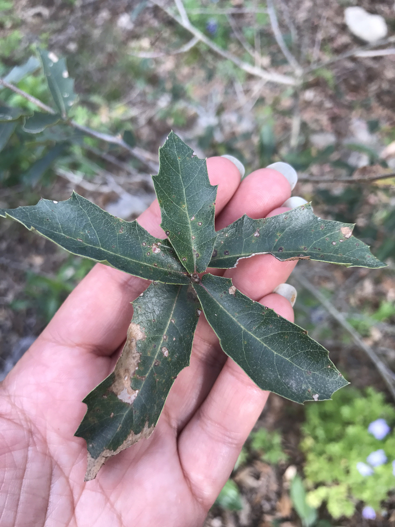 Hinckley oak (Flowering Plants of the Trans-Pecos of Texas) · iNaturalist