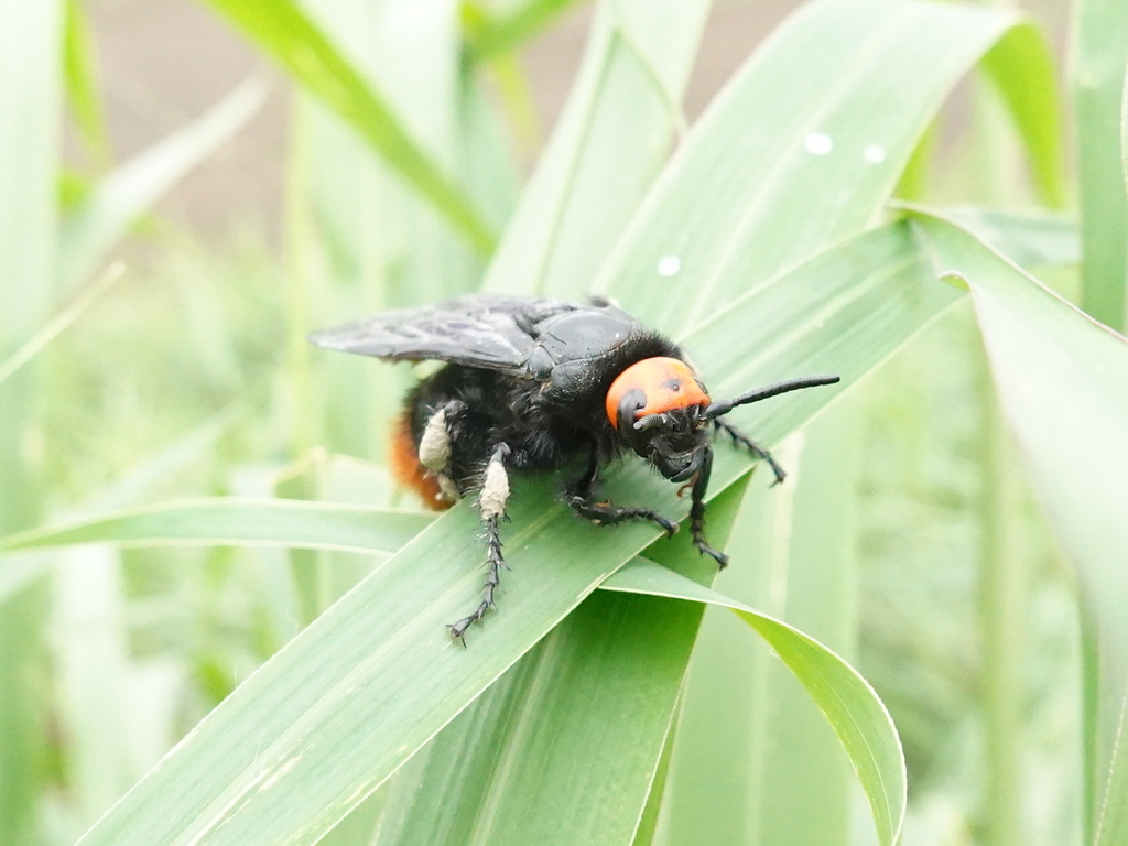 Megascolia azurea from Hong Kong on April 5, 2020 at 12:23 PM by Eric ...