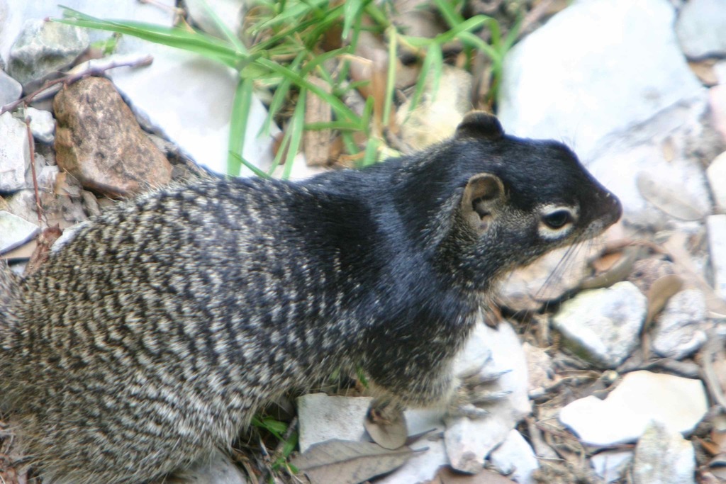 Texas Rock Squirrel (Otospermophilus variegatus buckleyi) - Know Your ...