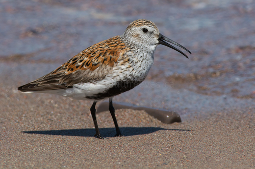 Dunlin (Birds of the British Indian Ocean Territory ) · iNaturalist