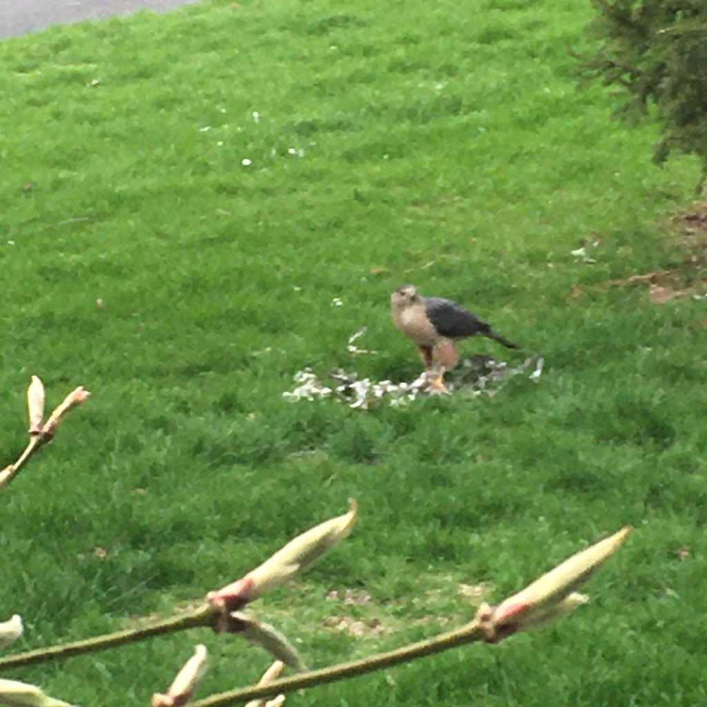 Cooper's Hawk from River Bay Dr W, Indianapolis, IN, US on April 5 ...