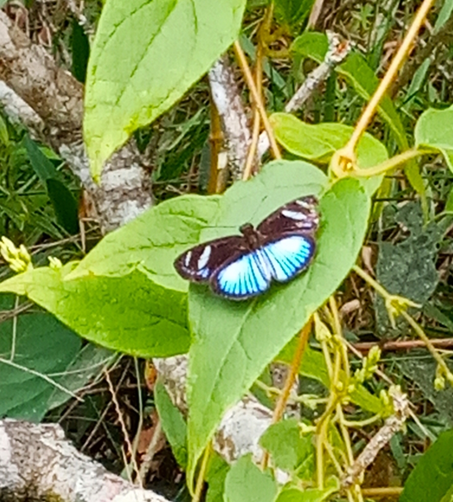 Pythonides jovianus from Serra da Canastra on March 16, 2020 at 11:40 AM by fabriciacampello ...