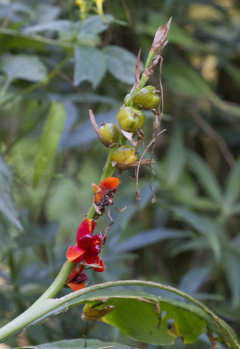 Hedychium yunnanense · iNaturalist