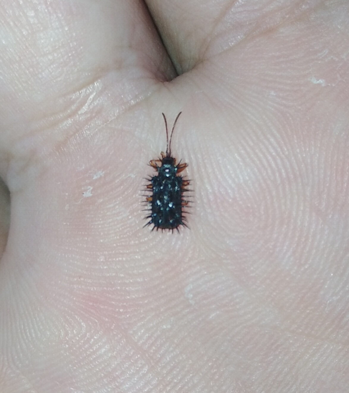 Dactylispa sauteri Uhmann, 1927