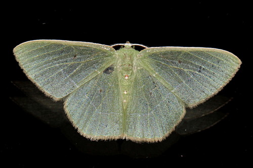 Nemoria nympharia · iNaturalist